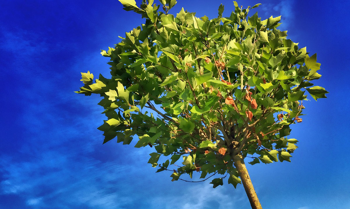 How to landscape for an energy efficient home - Lennar Resource Center