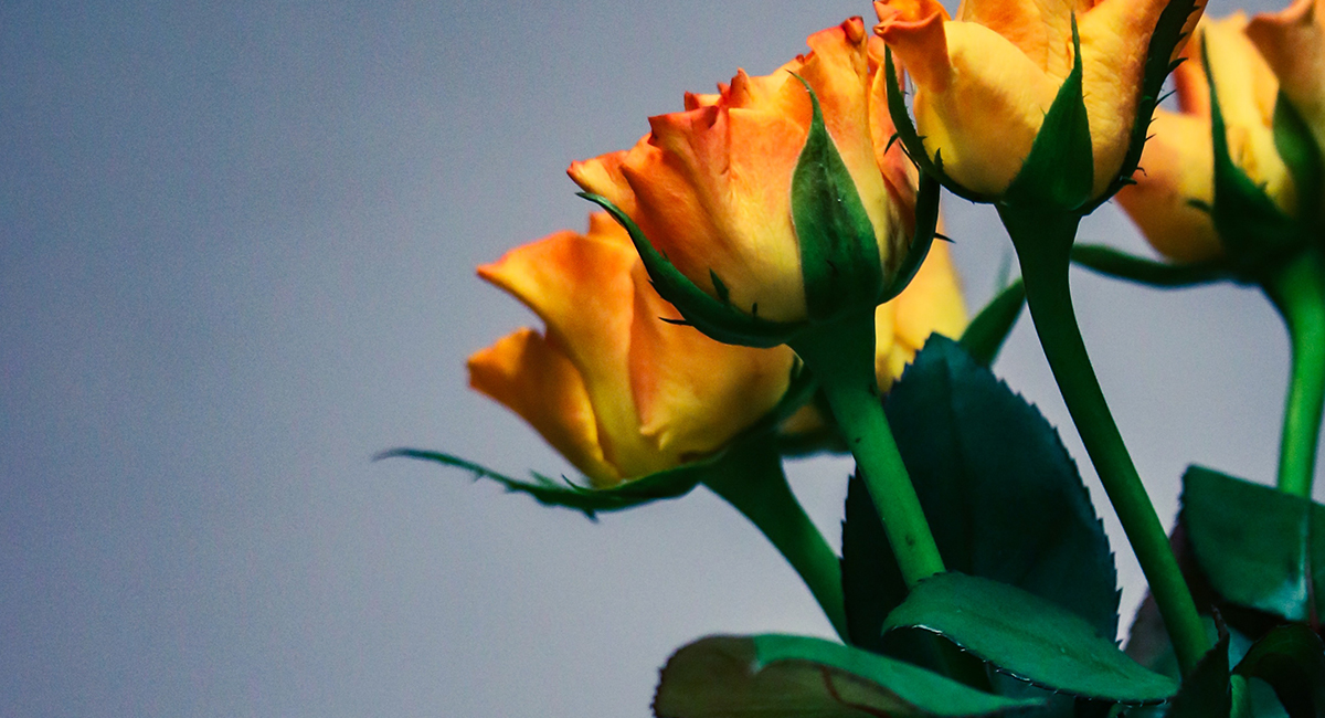 How to prep your home for the Spring selling season - Lennar Resource ...